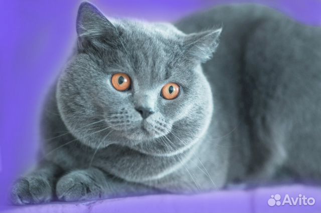 Кот ищет кошечку для вязки