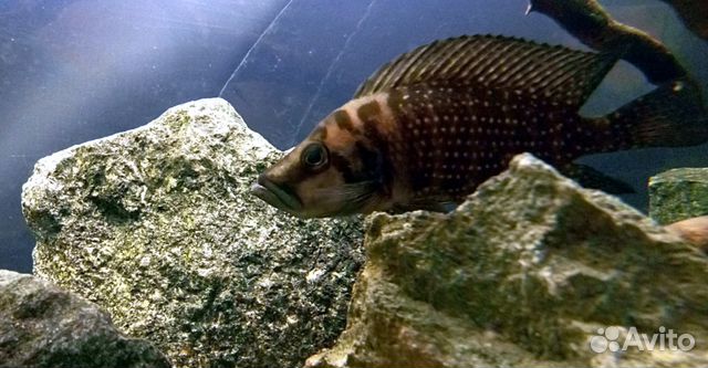 Альтолампрологус кальвус блэк