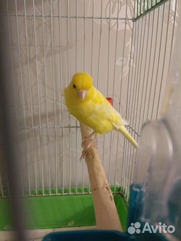 Попугай кенор птичка