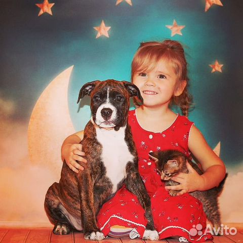 Щенок амстаффа