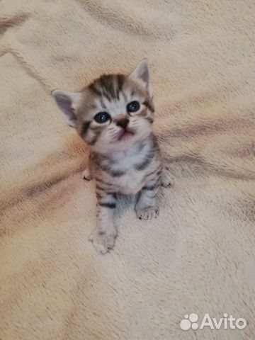 Шотландские котята