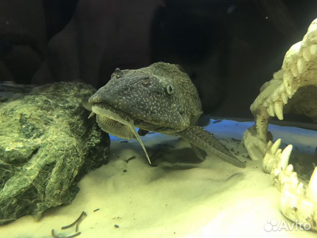 Сом парчовый