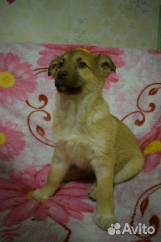 Щенка от овчарки в дар