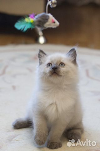 Клубные котята