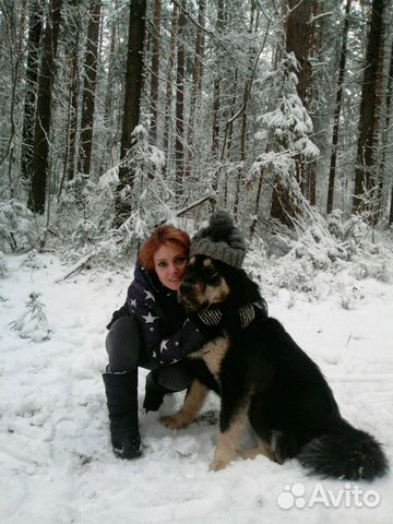 Нужен кобель тебетский мастиф