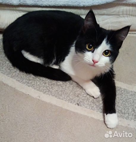 Эльза в добрые руки