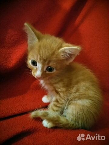 Отдам котят