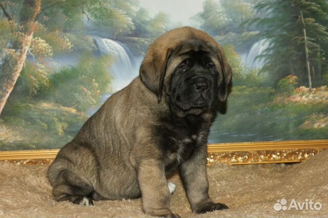 Английский мастиф - король среди собак