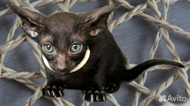 Ориентальные крошки