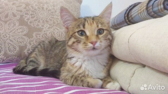 Девочка Рысенок