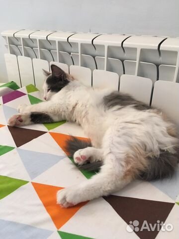 Кошечка очень ласковая, трехцветная персиковая, ды