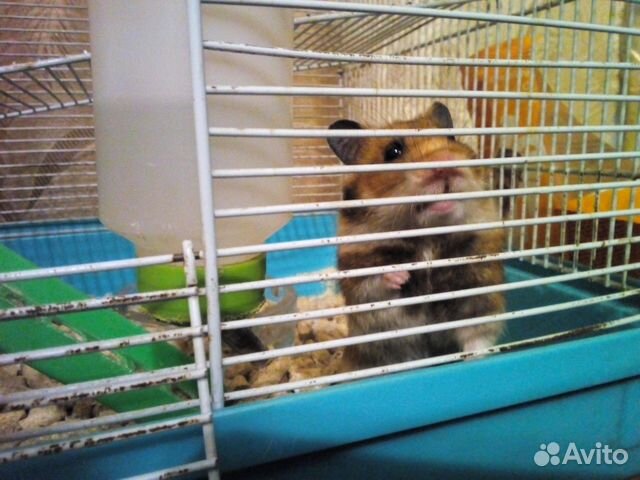 Сирийские хомяки с клеткой