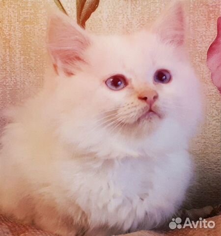 Британская кошечка длинношерстная шиншилла