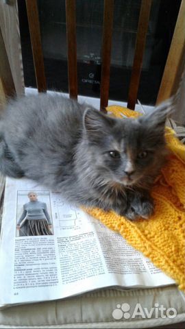 Котенок мурлыка