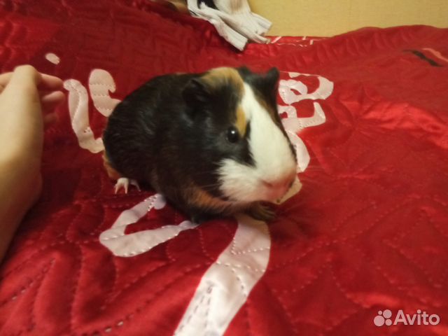 Отдам морскую свинку