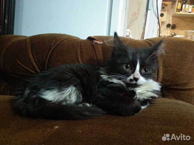 Отдаю даром котёнка мама крысоловка