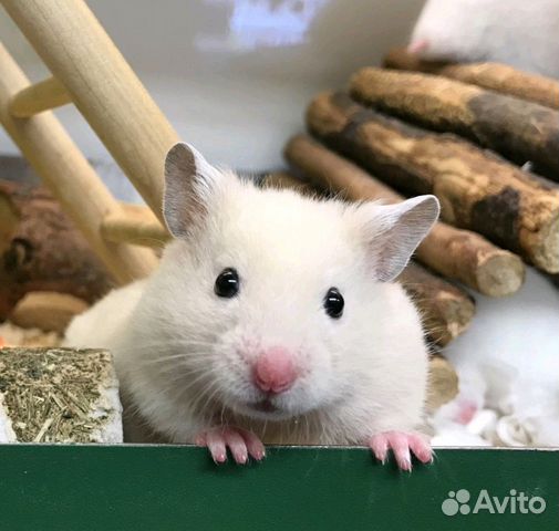 Сирийский хомяк с клеткой и всем необходимым