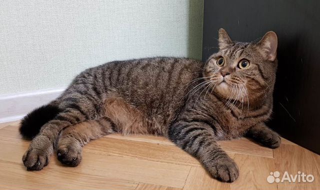 Шикарная кошка Таисия ищет семью