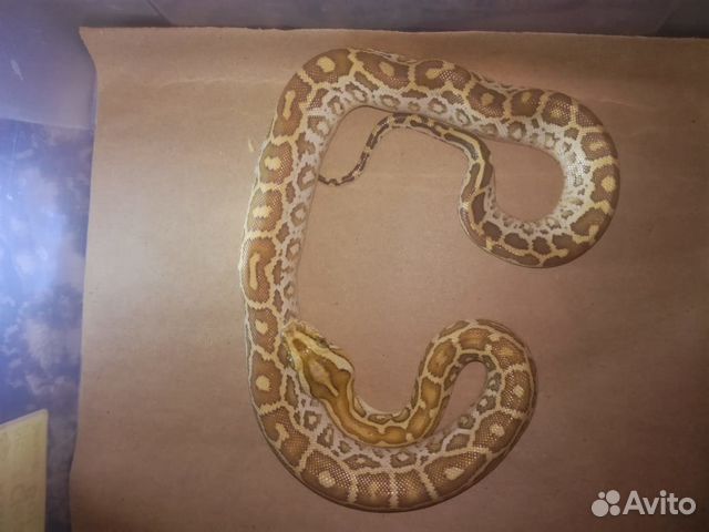 Сетчатые питоны
