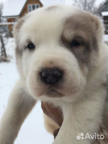 Кобель 1,5 месяца сао