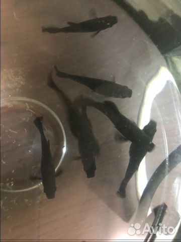 Продам моллинези черных