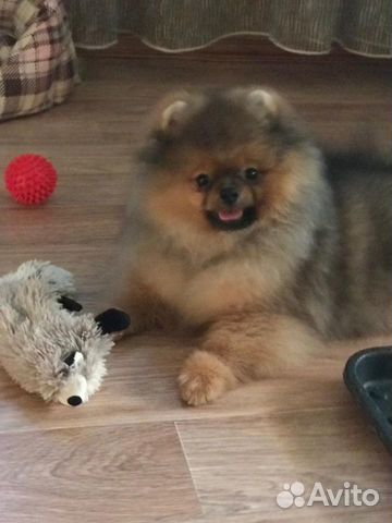 Мальчик для выставок и для души