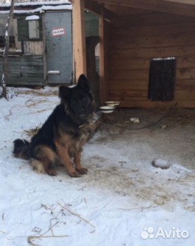 Шикарный Рэм в добрые руки