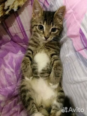 Котенок