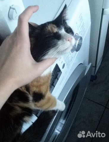 Кисанька ищет дом