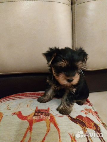 Щенки йоркширского терьера