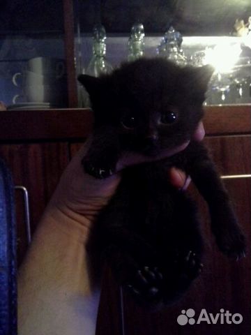 Продаю британских котят