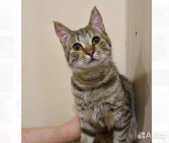 Котята Мини - Рысята дар в добрые руки на счастье