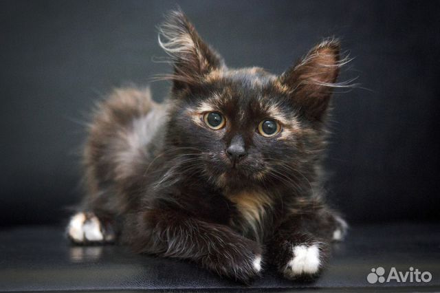 Кошка-шоколадница Шанталь ищет свою семью