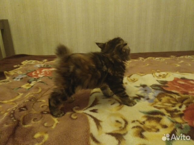 Котята Курильские бобтейлы