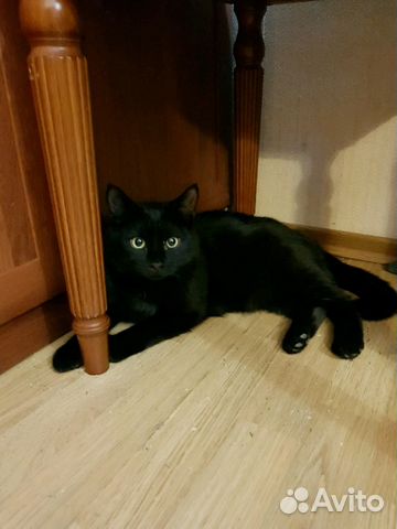 Черный котенок 6мес мальчик привит, кастрирован