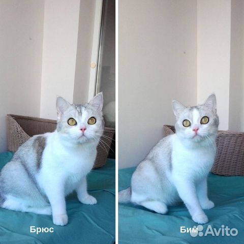 Шотландский кот в добрые руки Брюс и Бим,скоттиш-с