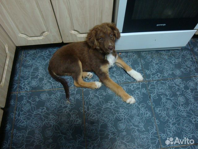 Отдаю собаку