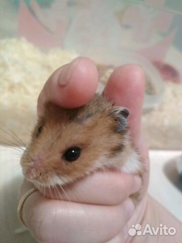 Сирийский хомяк
