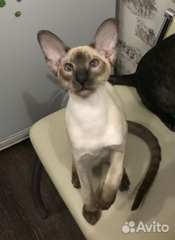 Очаровательная сиамская девочка