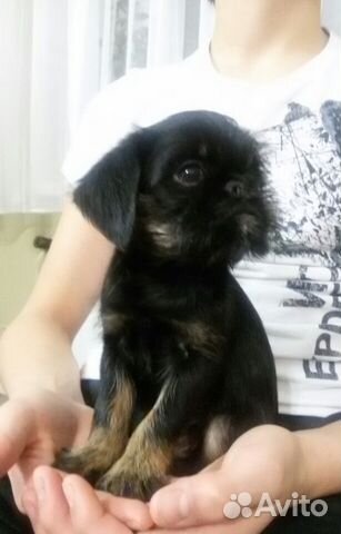 Щенки гриффона