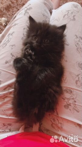 Котята 1,5 месяца