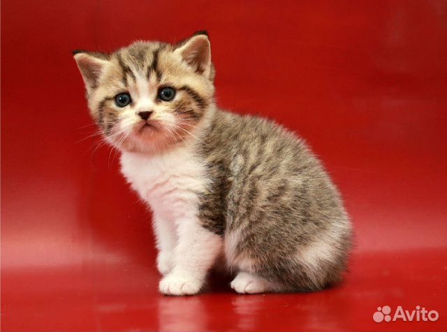 Котята метисы азиатского табби и абиссинца