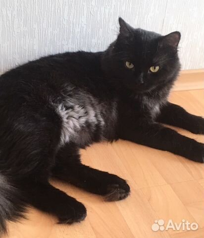 Кот Барсик в хорошие руки