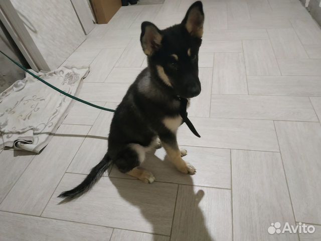 Продам щенка