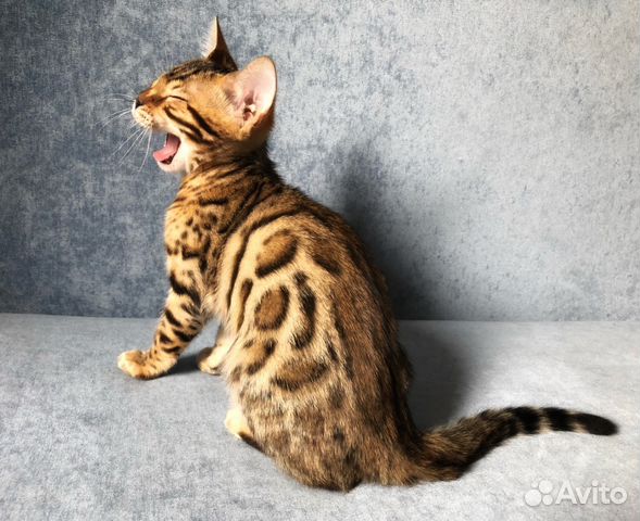 Яркая бенгалочка