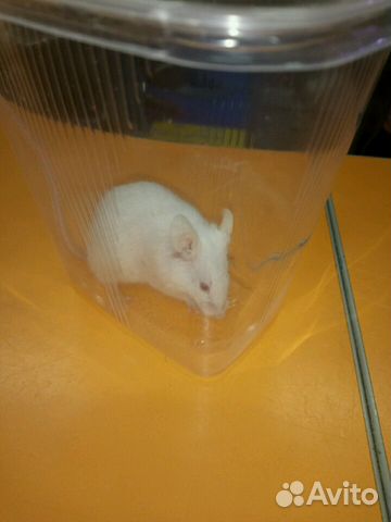 Мышь бесплатно