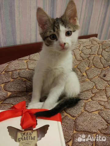 Котенок девочка 2,5 мес