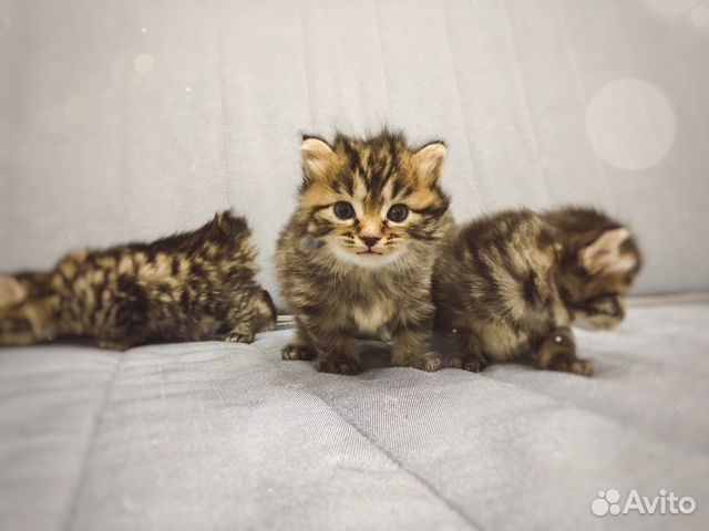 Курильский бобтейл