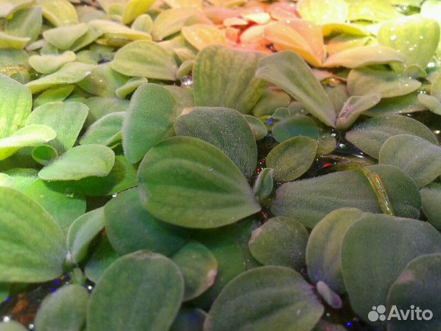 Пистия - трава для аквариума