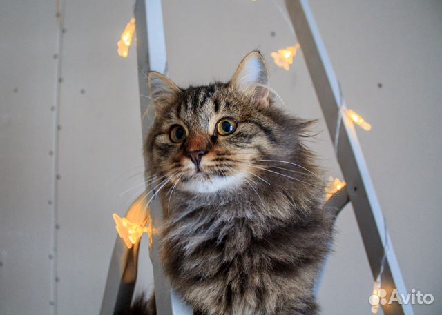 Котик Карл, 8 месяцев (из приюта)